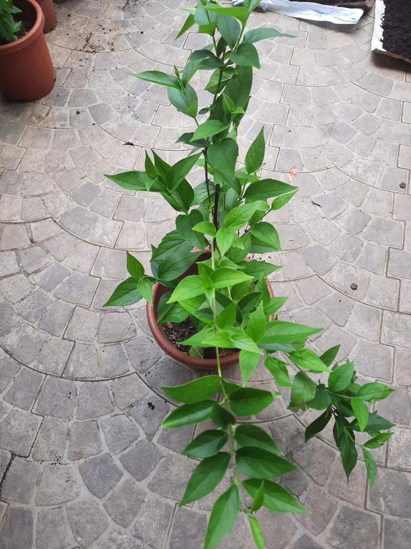 Coral jasmine plant (pavalamalli / paatiyath, Furniture & Home Living ...