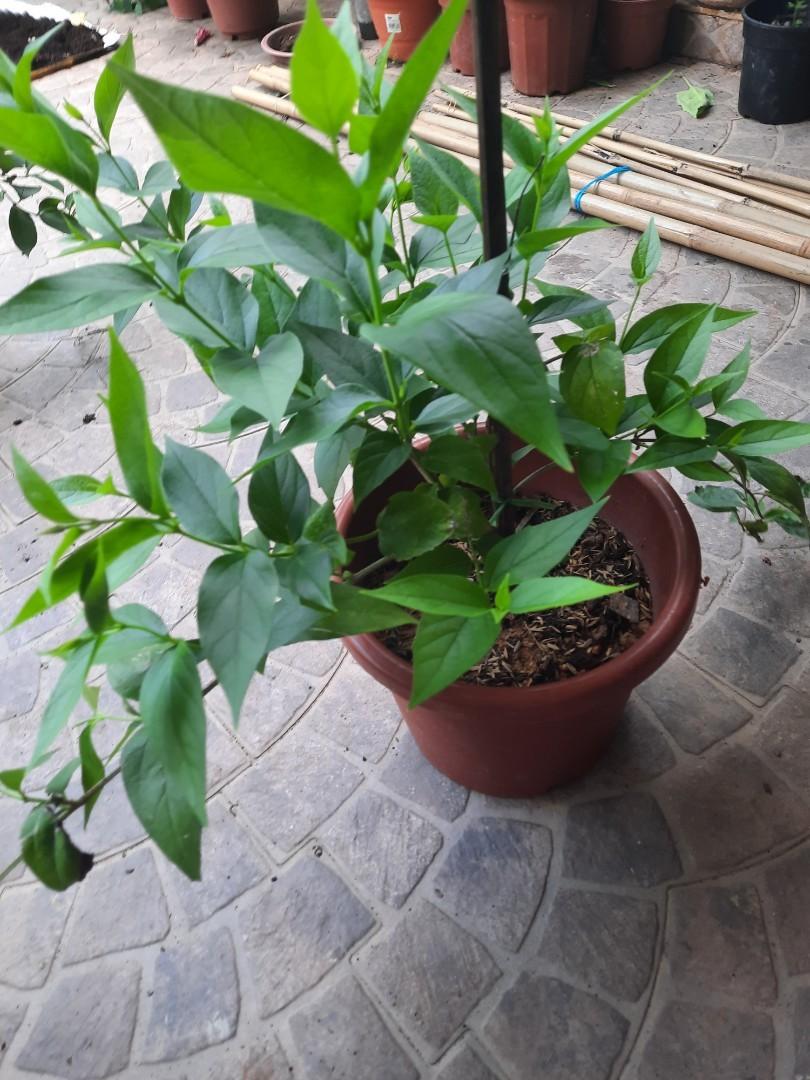 Coral jasmine plant (pavalamalli / paatiyath, Furniture & Home Living ...