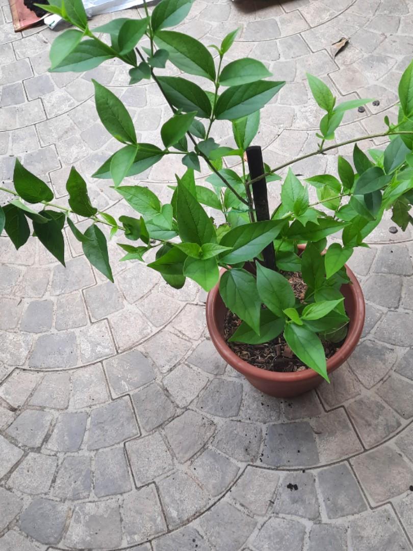 Coral jasmine plant (pavalamalli / paatiyath, Furniture & Home Living ...