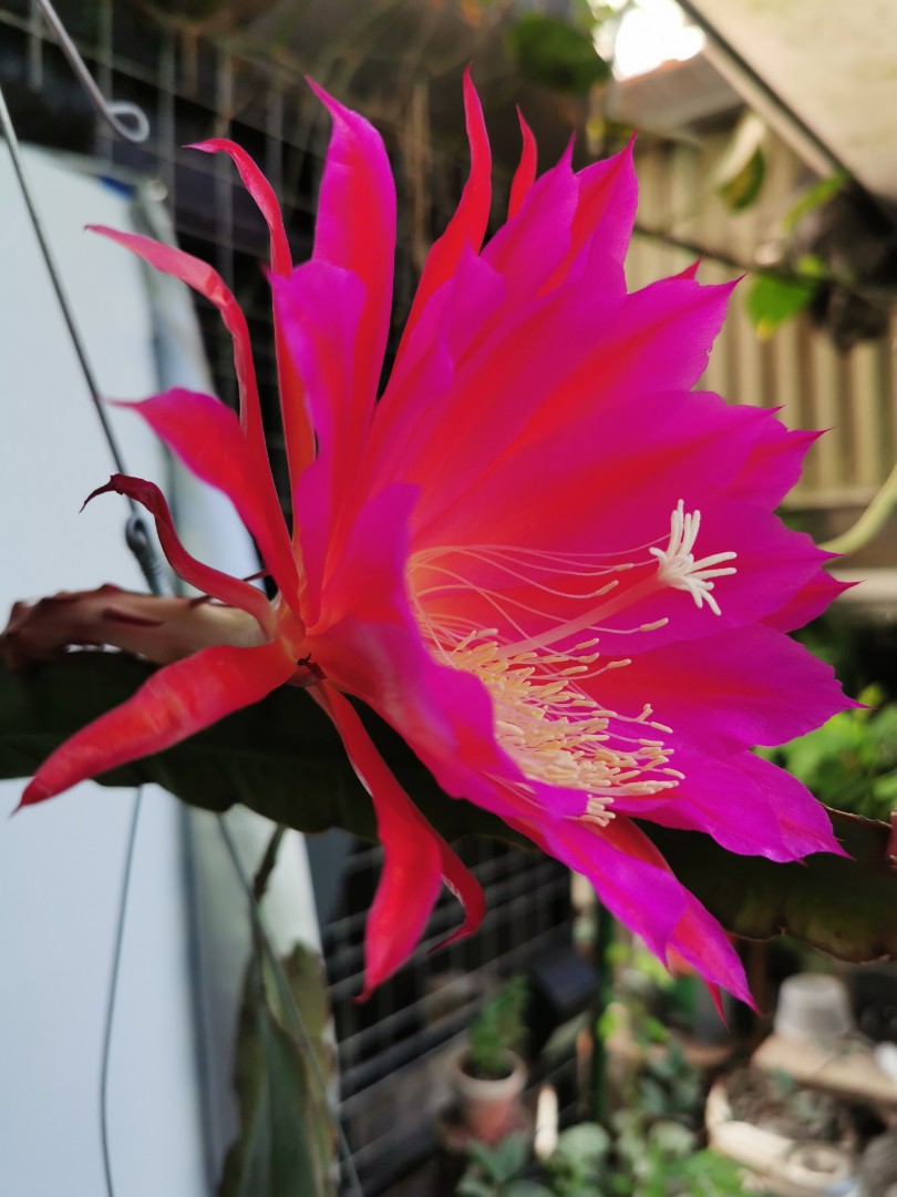 Cutting only Epiphyllum hybrid-‘Unforgettable’, Furniture & Home Living, Gardening, Plants ...