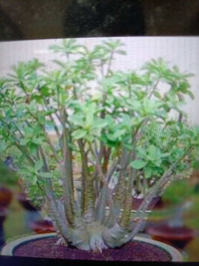 Giant ADENIUM Arabicumbreed: Black Giant Lopburi seeds, Furniture ...