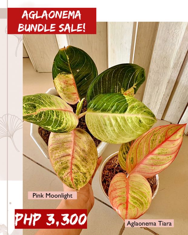 Rare Aglaonema Bundle Sale, Furniture & Home Living, Gardening, Plants & Seeds on Carousell