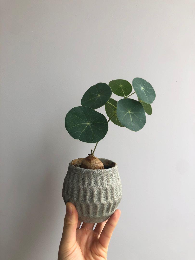 Stephania erecta in ceramic pot, Gardening, Plants on Carousell