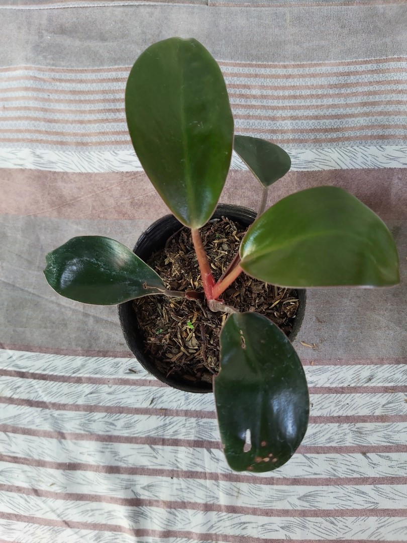 Dwarf Red Congo, Furniture & Home Living, Gardening, Plants & Seeds on ...