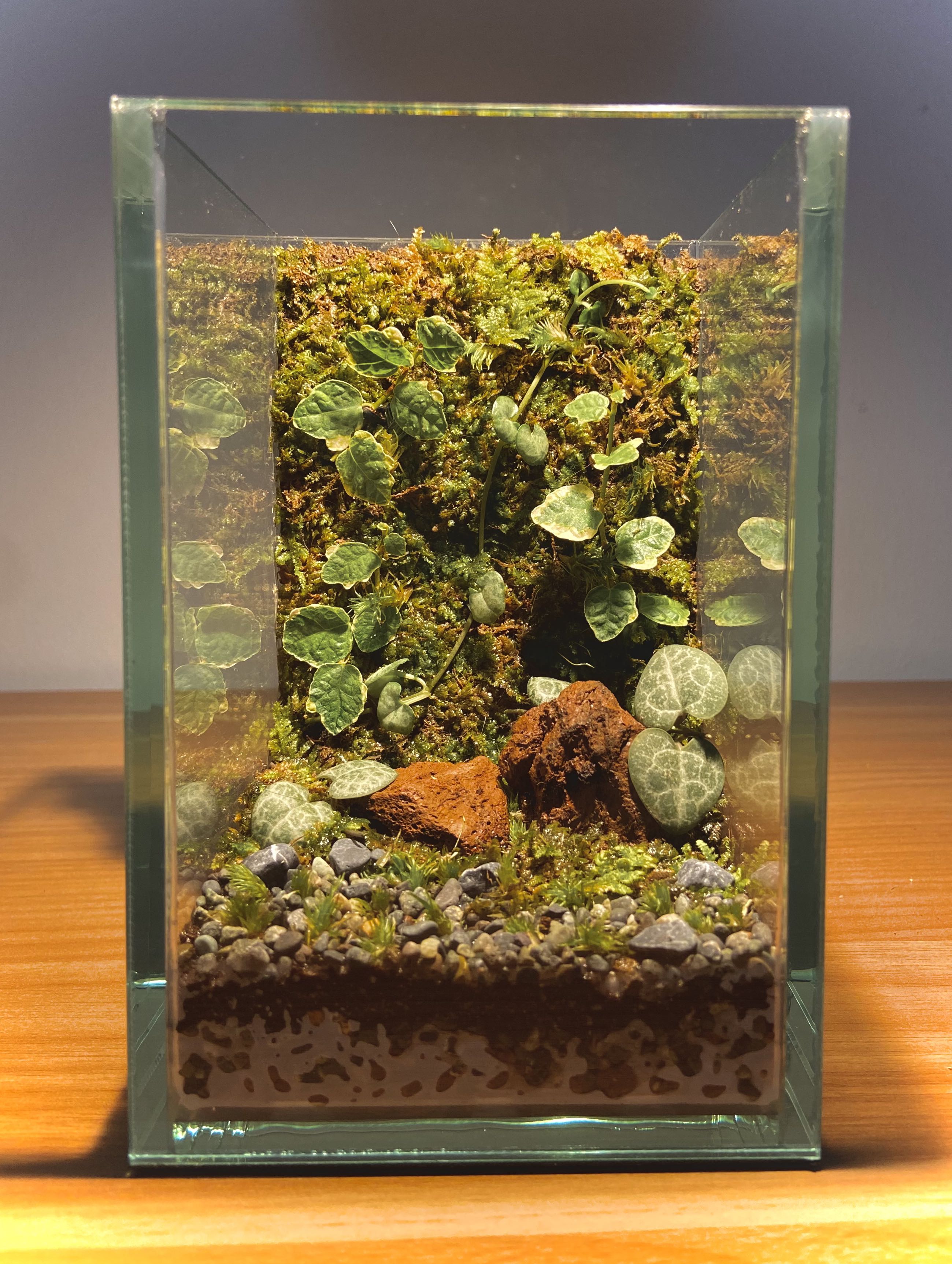 Custom Moss Wall Terrarium (IG: greenartistssg), Furniture & Home ...
