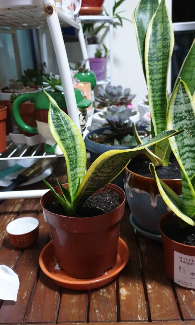 Snakes plants, Furniture & Home Living, Gardening, Plants & Seeds on ...