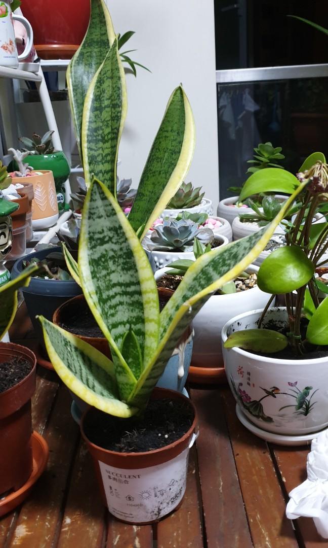 Snakes plants, Furniture & Home Living, Gardening, Plants & Seeds on ...