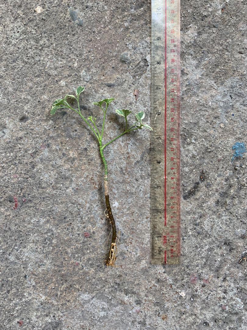 Variegated papua plant (Polyscias pinnata marginata), Furniture & Home ...