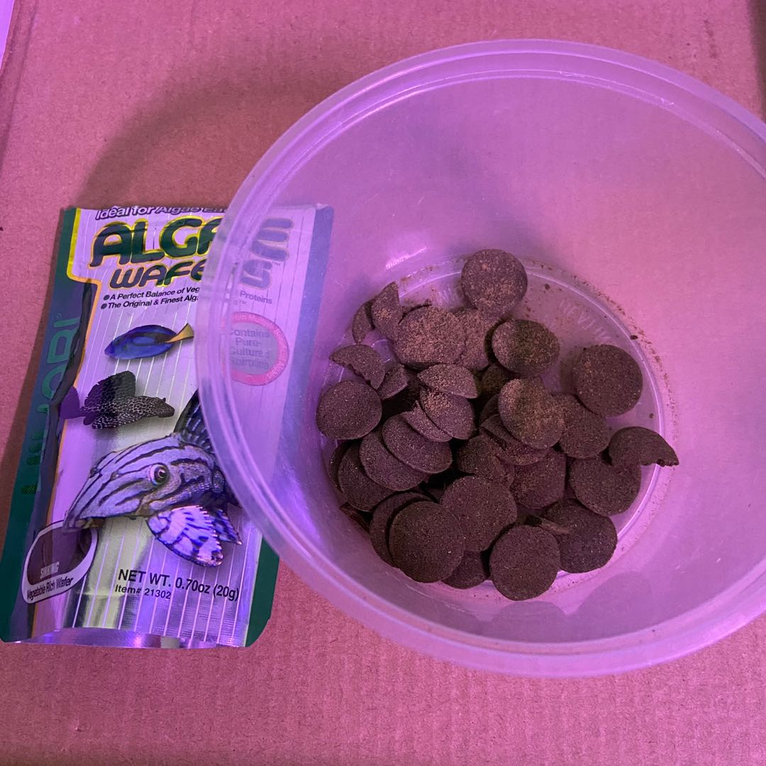 Algae waffles food, Pet Supplies, Pet Food on Carousell