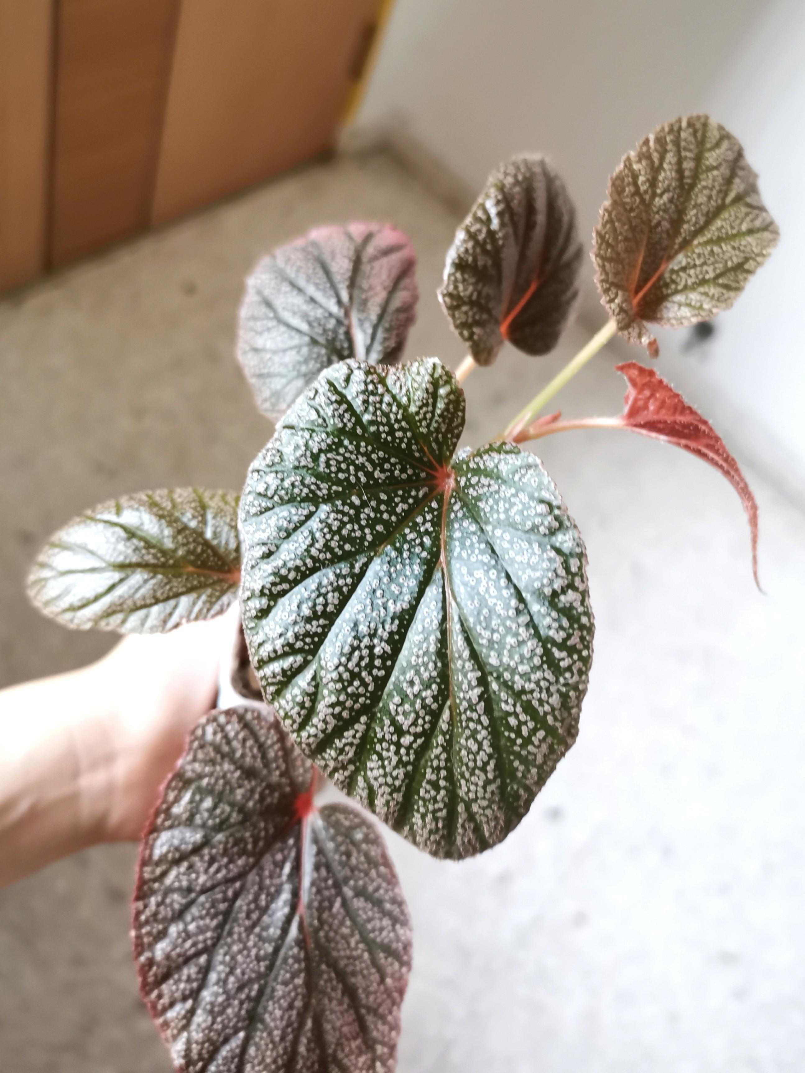 Begonia U062, Furniture & Home Living, Gardening, Plants & Seeds on ...