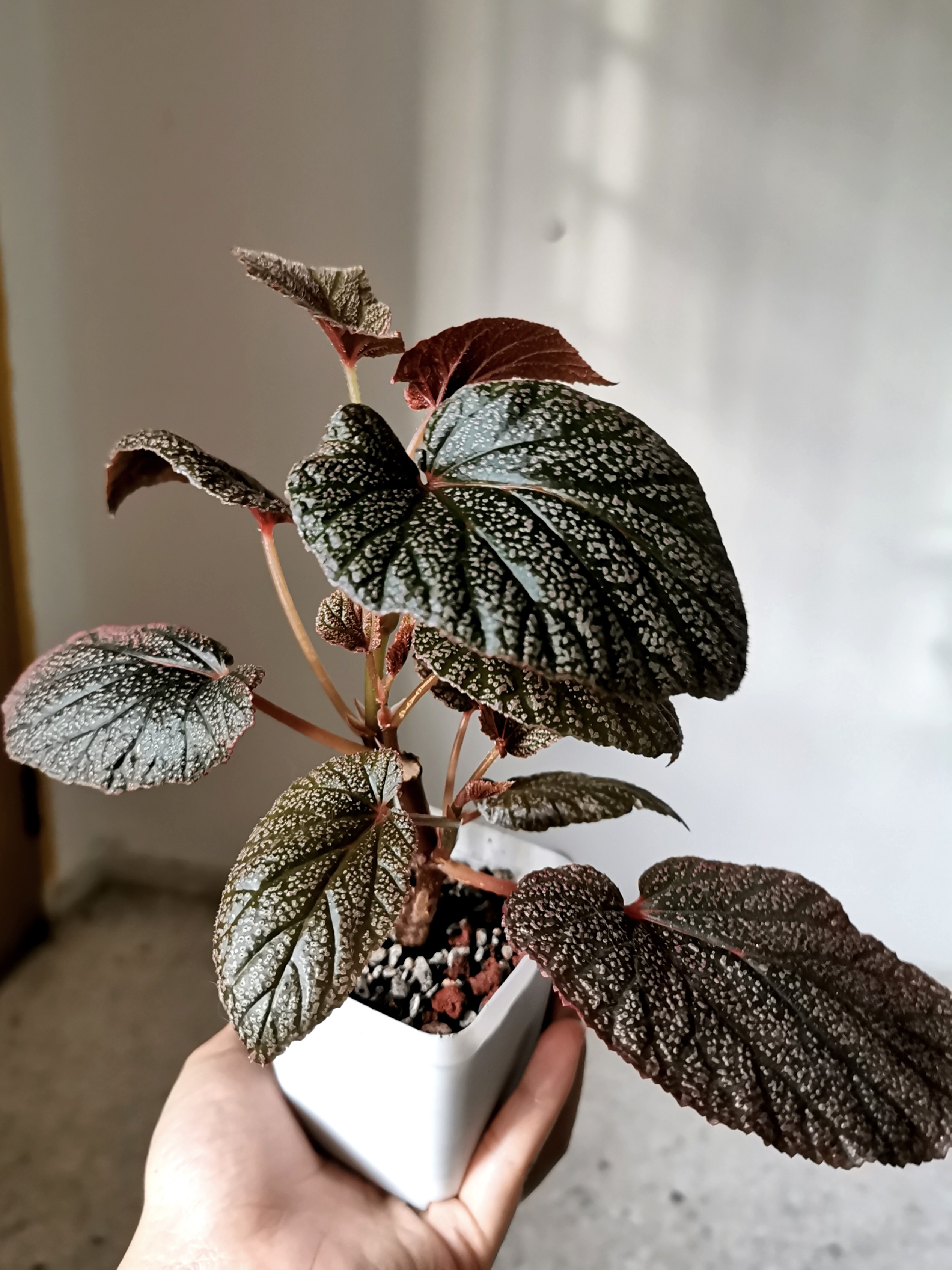 Begonia U062, Furniture & Home Living, Gardening, Plants & Seeds on ...