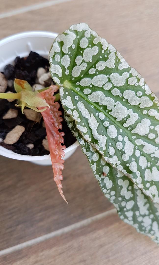 Begonia White Ice, Furniture & Home Living, Gardening, Plants & Seeds ...