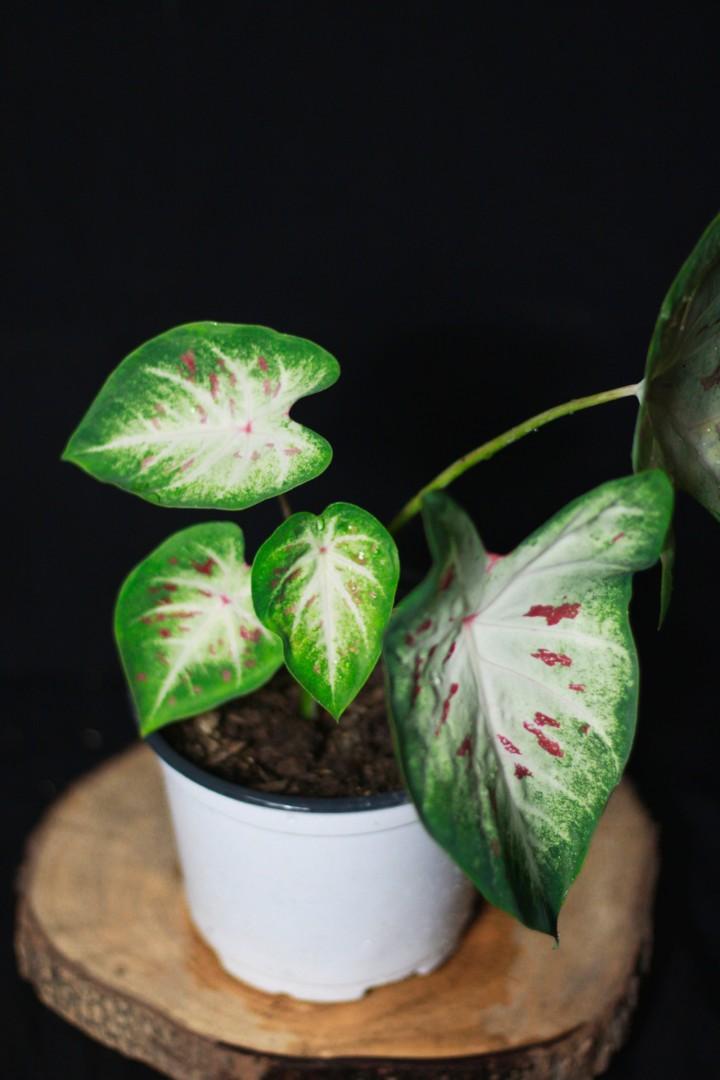 Caladium Gingerland, Furniture & Home Living, Gardening, Plants & Seeds ...