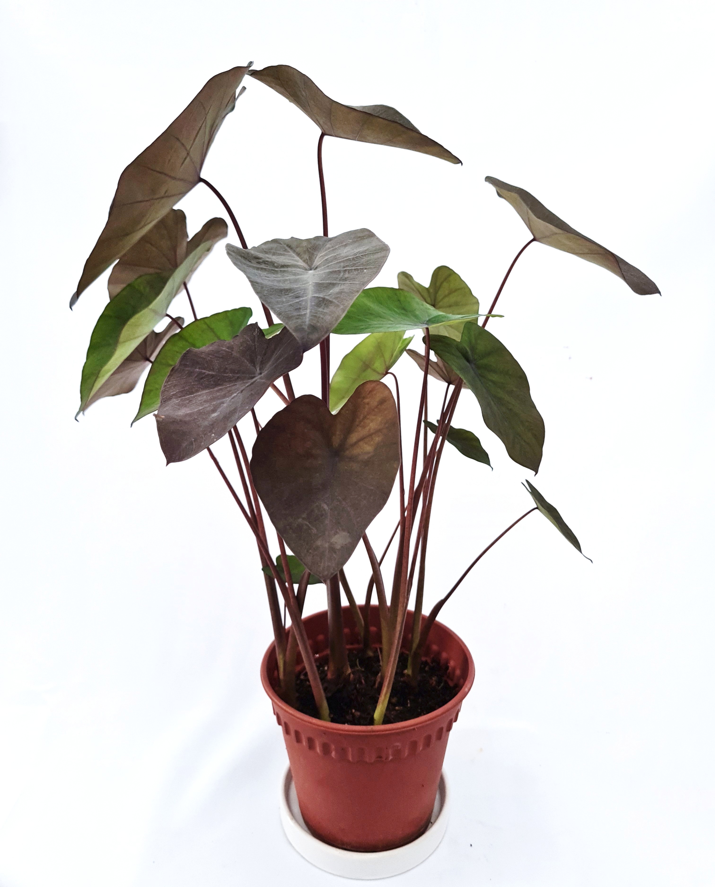 Colocasia Black Magic, Furniture & Home Living, Gardening, Plants ...
