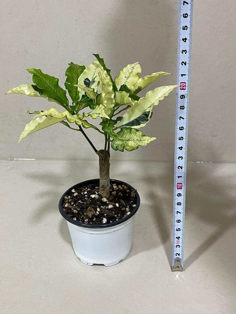 Croton Tamara Variegated, Furniture & Home Living, Gardening, Plants ...