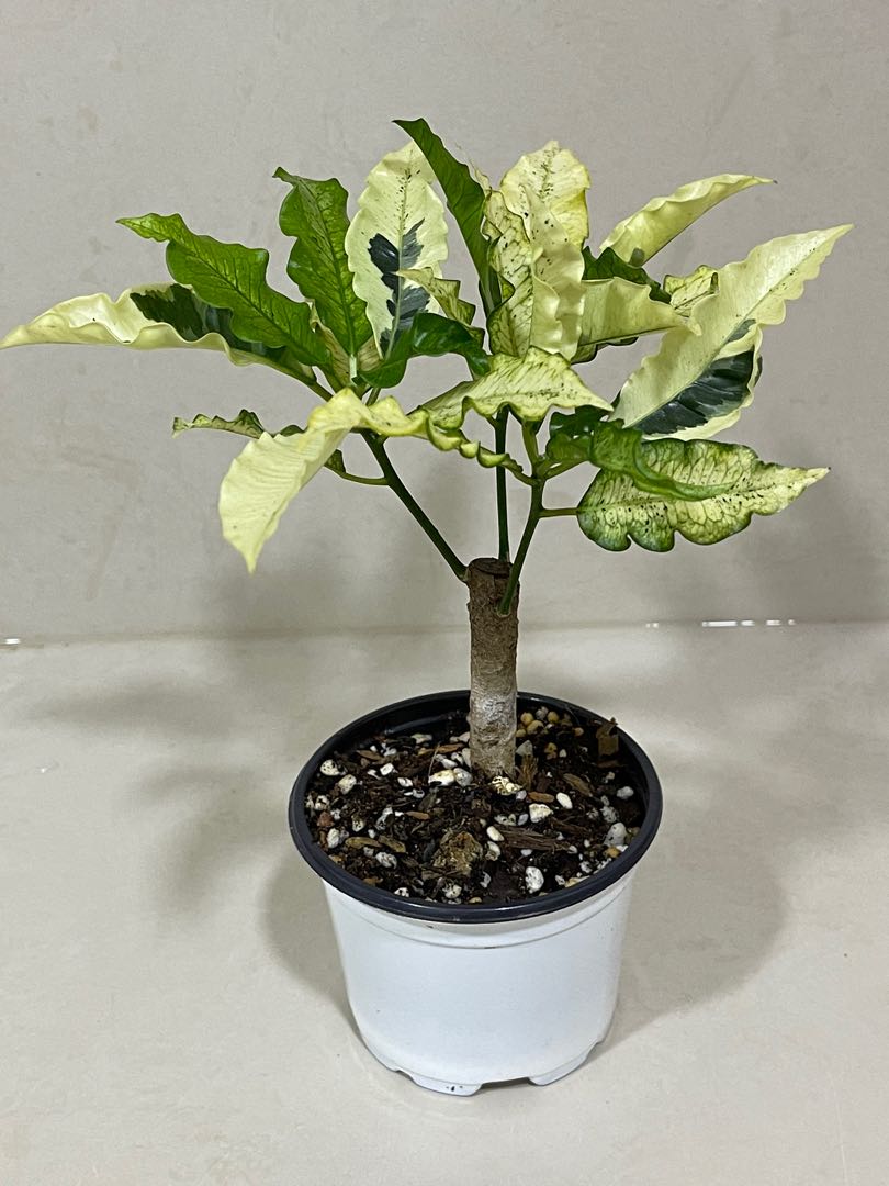 Croton Tamara Variegated, Furniture & Home Living, Gardening, Plants ...