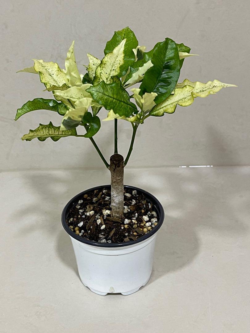 Croton Tamara Variegated, Furniture & Home Living, Gardening, Plants ...