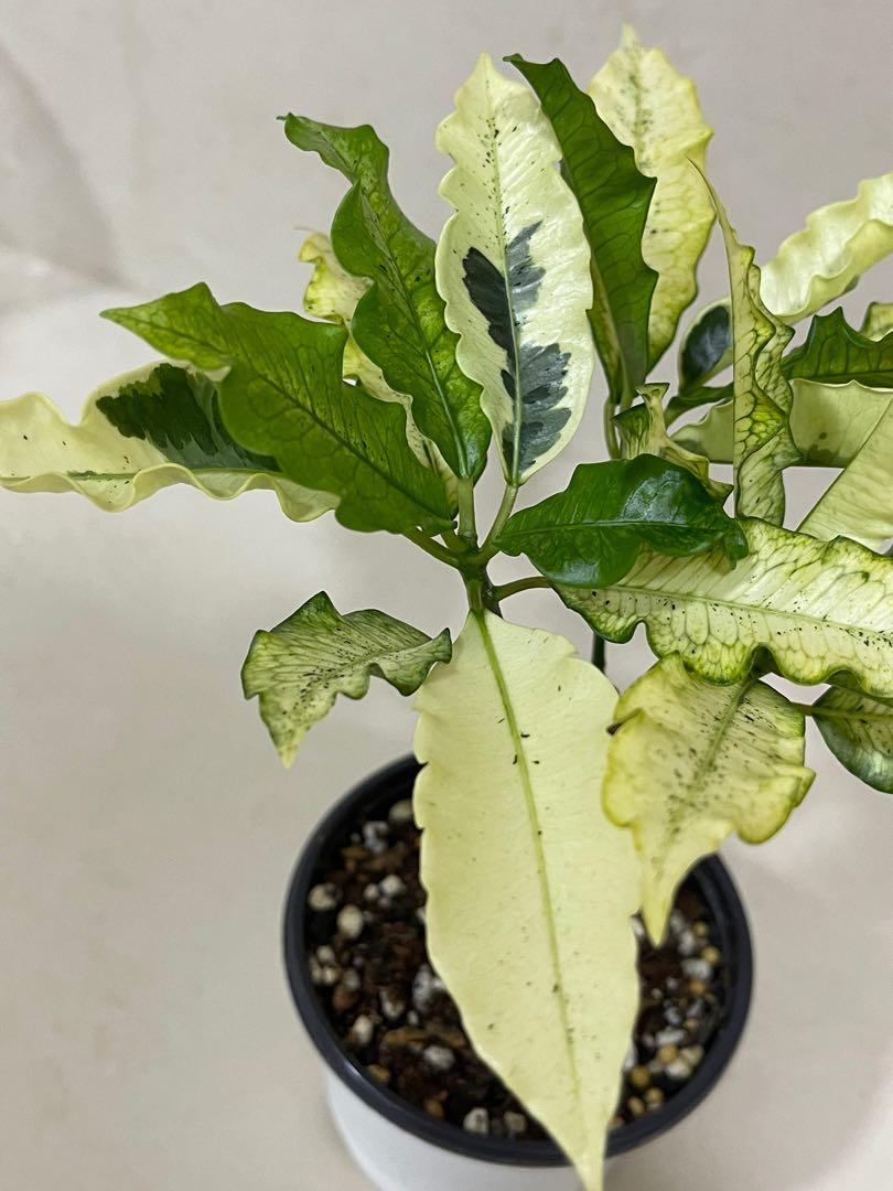 Croton Tamara Variegated, Furniture & Home Living, Gardening, Plants ...