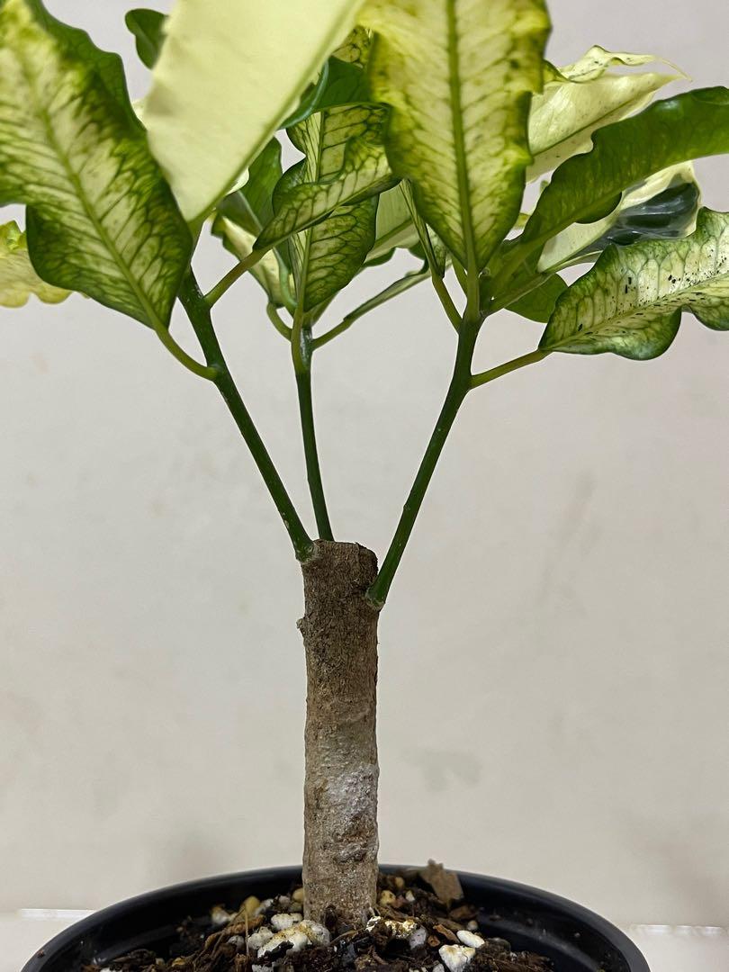 Croton Tamara Variegated, Furniture & Home Living, Gardening, Plants ...