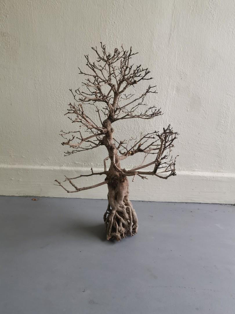 Dry bonsai wood, Furniture & Home Living, Gardening, Plants & Seeds on ...