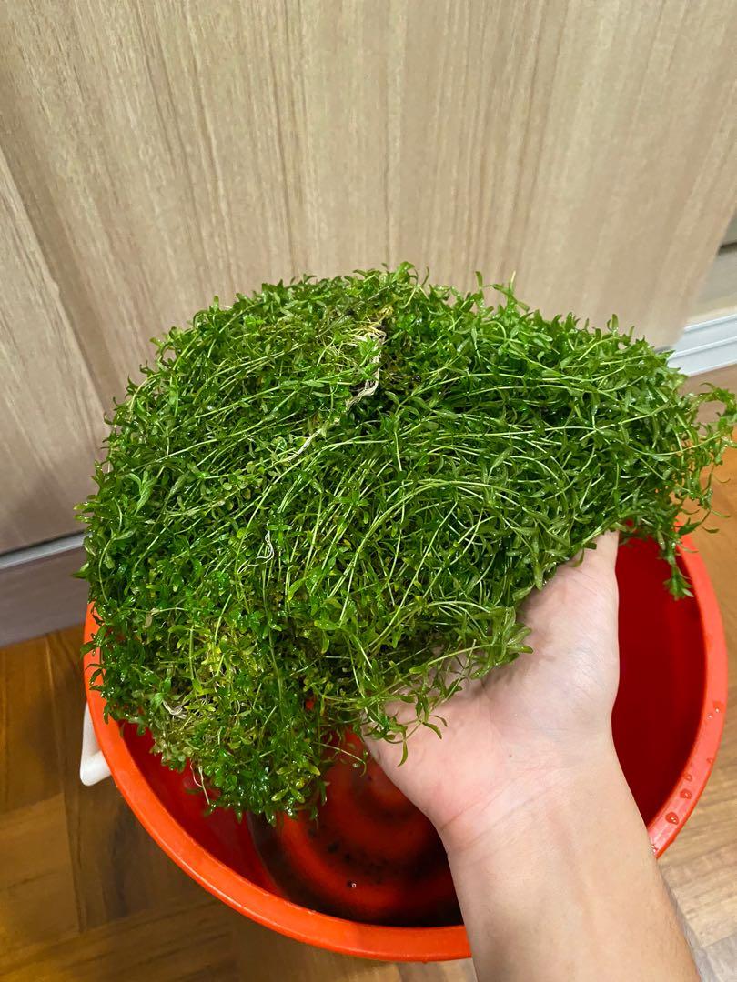 Overgrown Pearlweed (Hemianthus Micranthemoides), Furniture & Home ...