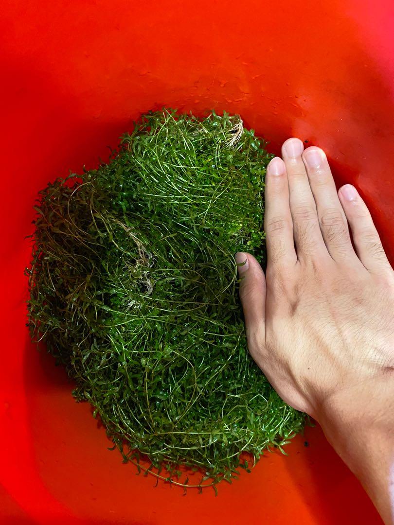 Overgrown Pearlweed (Hemianthus Micranthemoides), Furniture & Home ...