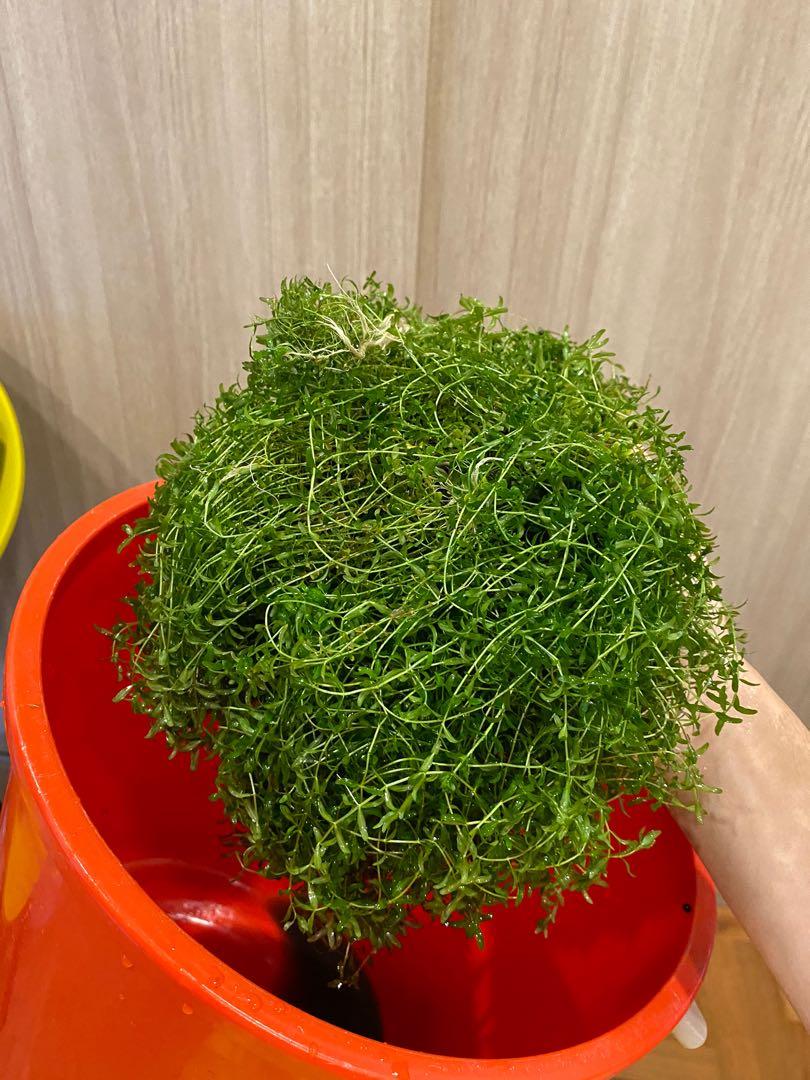 Overgrown Pearlweed (Hemianthus Micranthemoides), Furniture & Home ...