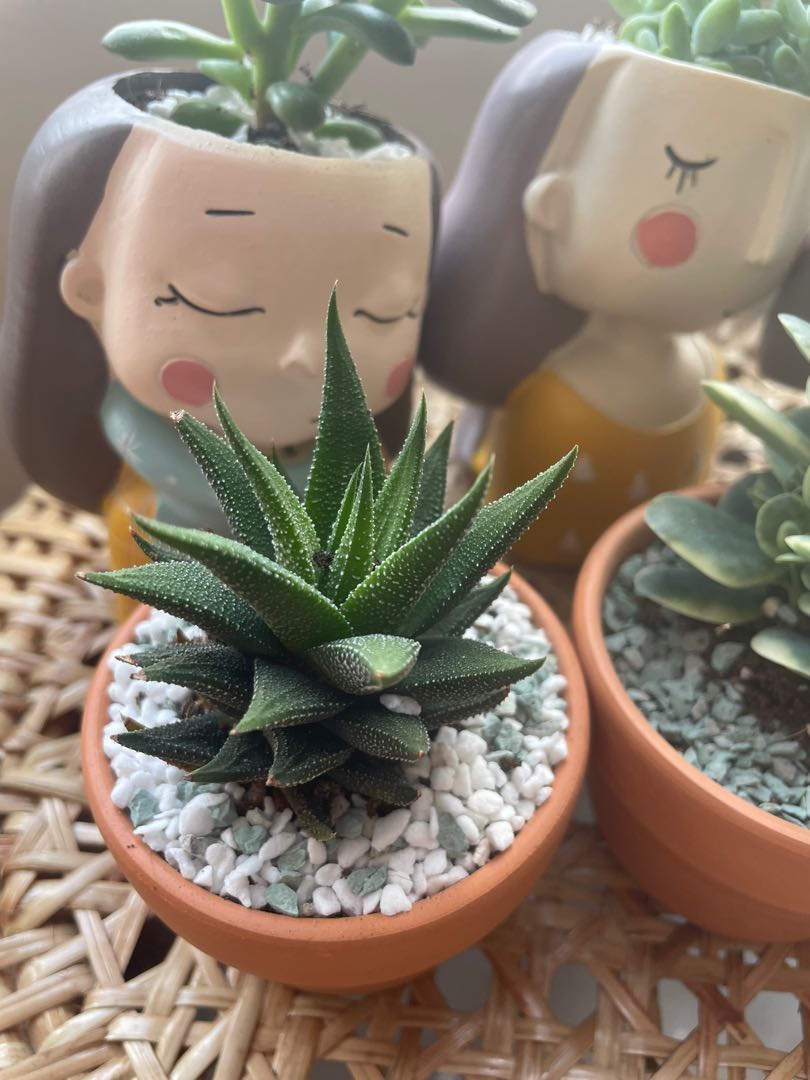 Terracota pot with real cactus, Furniture & Home Living, Gardening ...