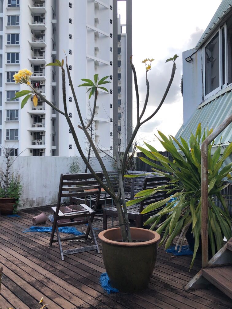Beautiful frangipani tree 2m height, Furniture & Home Living, Home ...