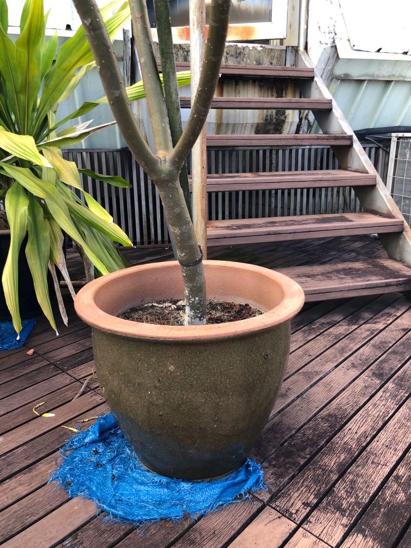 Beautiful frangipani tree 2m height, Furniture & Home Living, Home ...