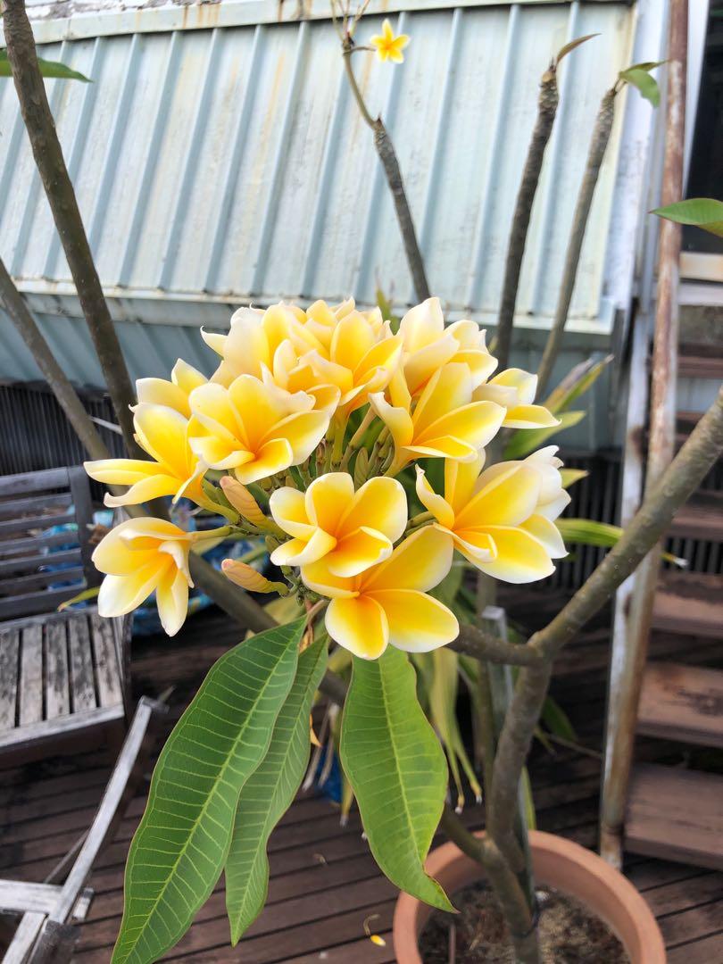 Beautiful frangipani tree 2m height, Furniture & Home Living, Home ...