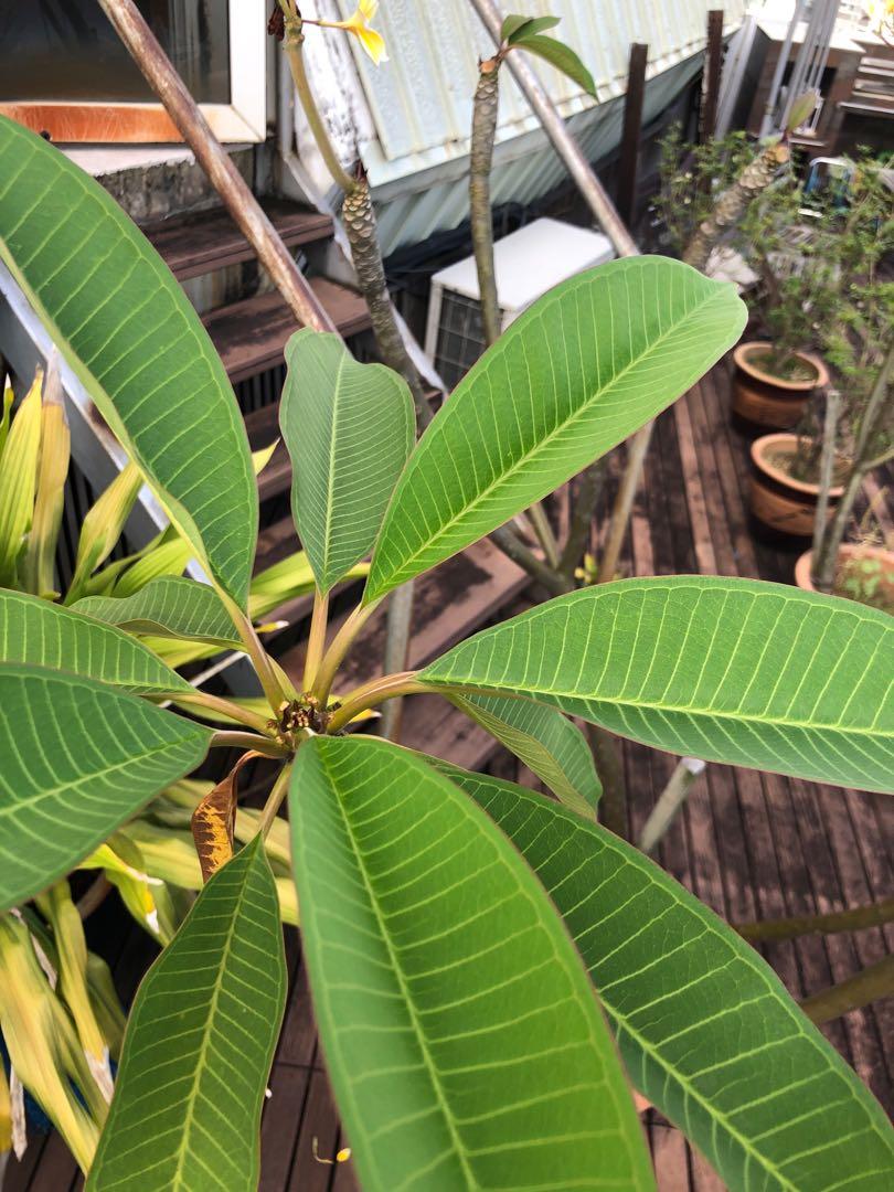 Beautiful frangipani tree 2m height, Furniture & Home Living, Home ...