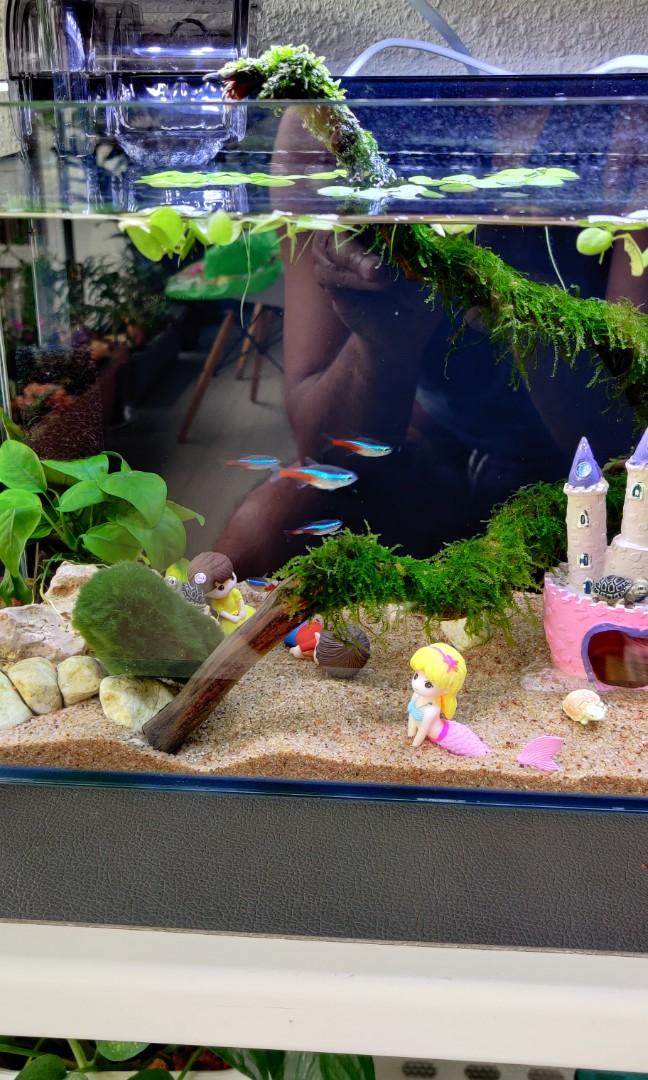 Gex Crystal Fish Tank., Pet Supplies, Homes & Other Pet Accessories on ...