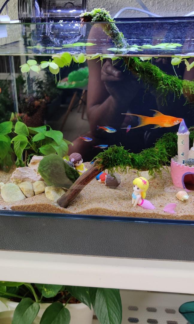 Gex Crystal Fish Tank., Pet Supplies, Homes & Other Pet Accessories on ...