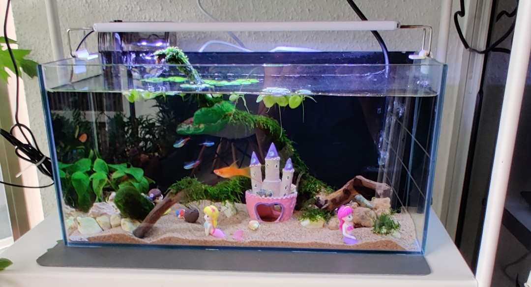 Gex Crystal Fish Tank., Pet Supplies, Homes & Other Pet Accessories on ...