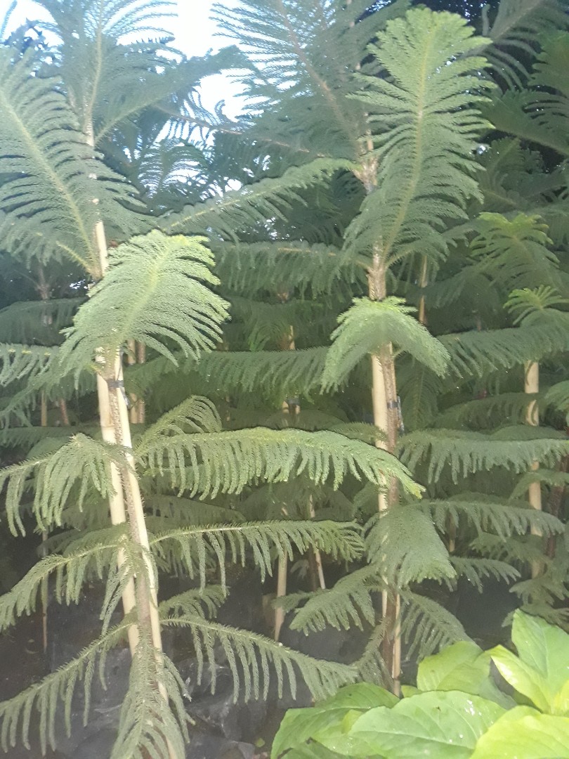 Lucaria 5ft, Furniture & Home Living, Gardening, Plants & Seeds on ...