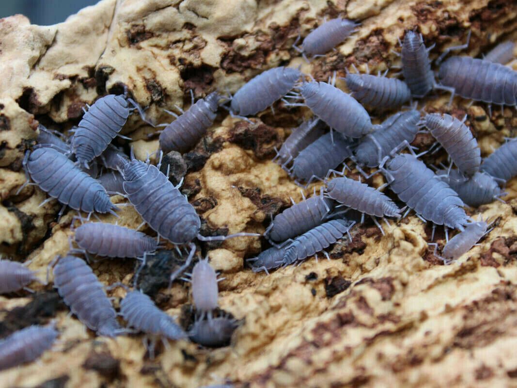 Powder blue isopods / Porcellionides pruinosus Starter culture, Pet ...