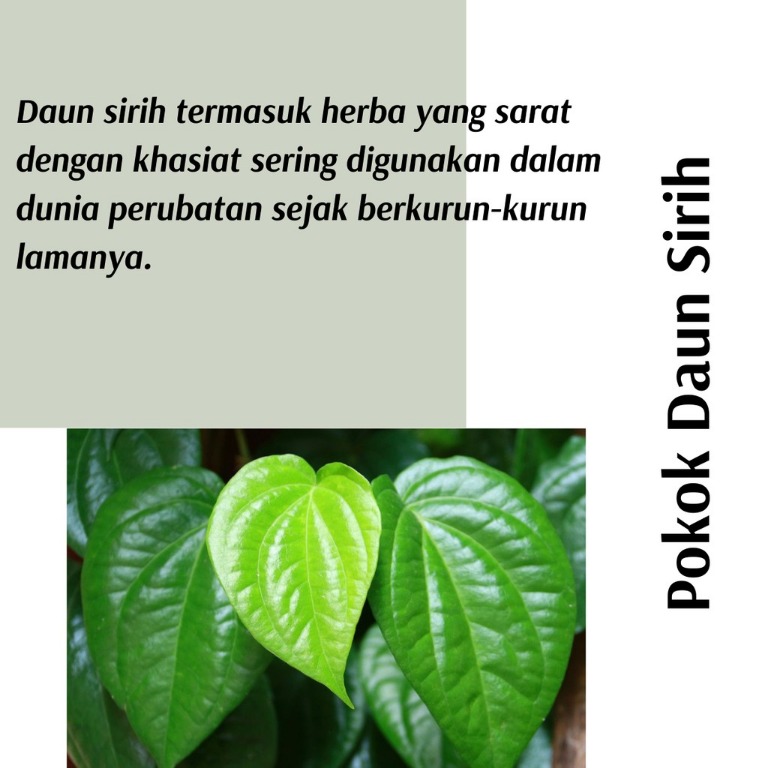(Real plant) Anak Pokok Daun Sirih 蔞葉樹樹苗live outdoor tumbuhan kebun ...