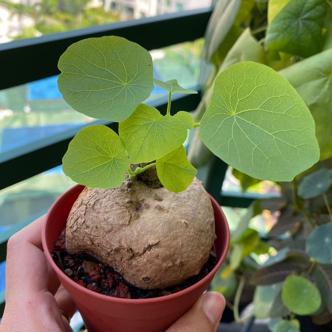 Stephania Suberosa, Furniture & Home Living, Gardening, Plants & Seeds ...