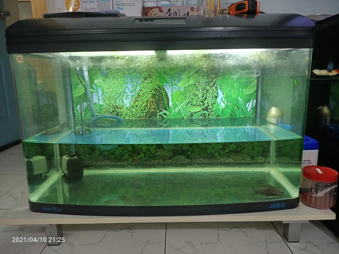 JEBO - 3 feet fish tank $70, Pet Supplies, Homes & Other Pet ...