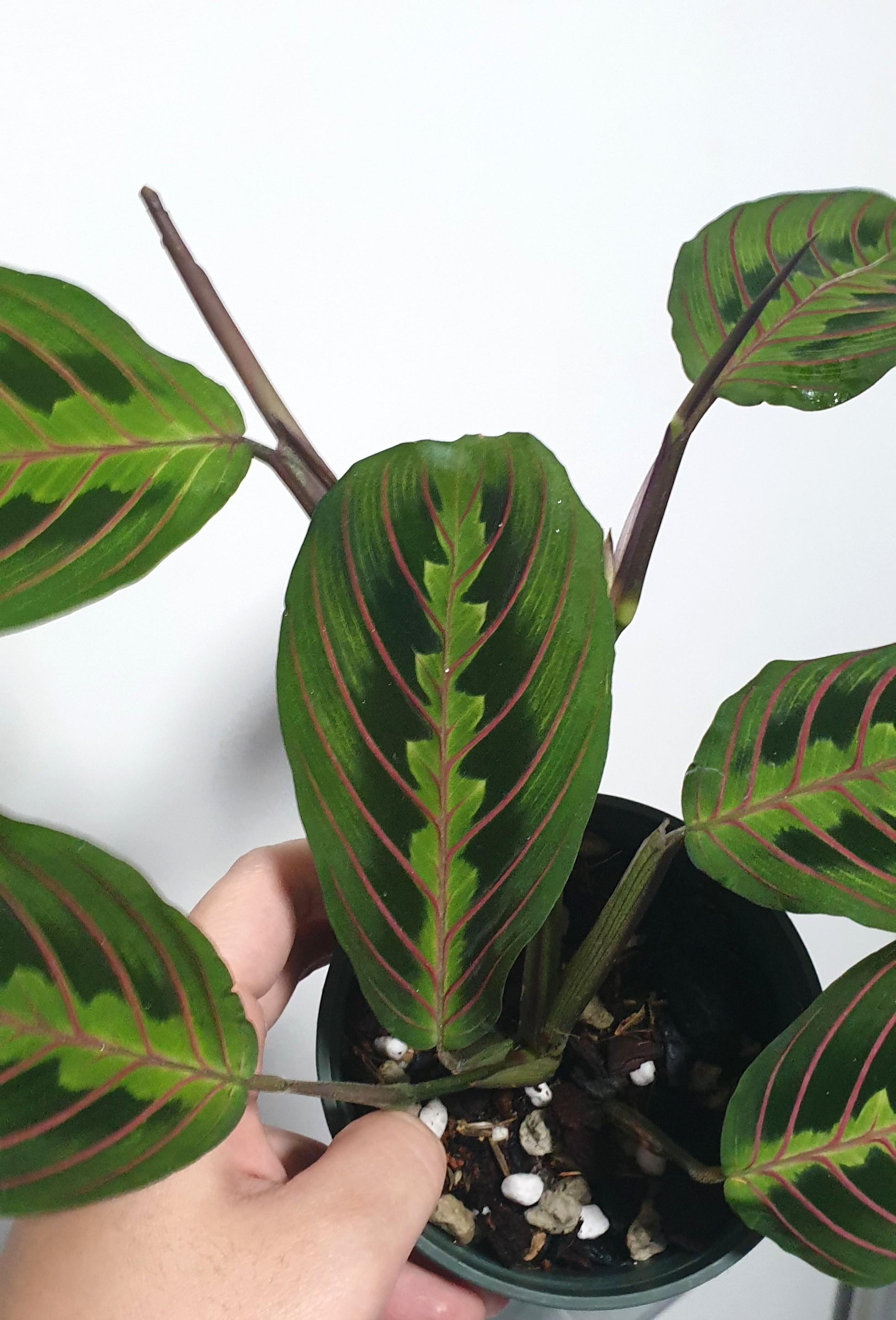 Calathea Maranta, Furniture & Home Living, Gardening, Plants & Seeds on ...