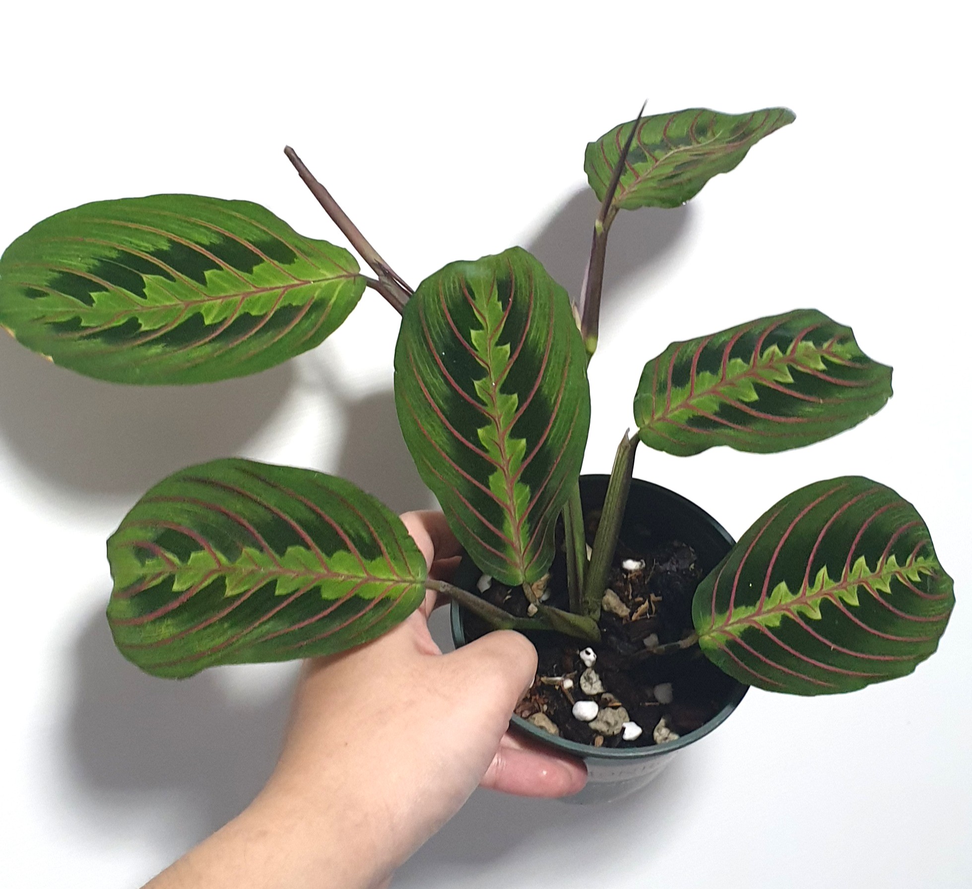 Calathea Maranta, Furniture & Home Living, Gardening, Plants & Seeds on ...
