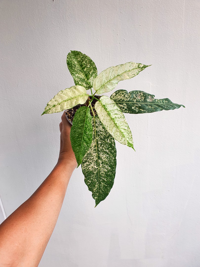 Ficus 'Snowstorm', Furniture & Home Living, Gardening, Plants & Seeds ...