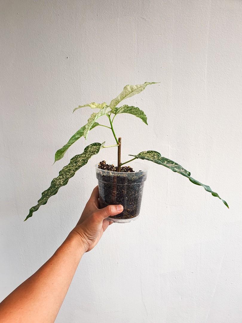 Ficus 'Snowstorm', Furniture & Home Living, Gardening, Plants & Seeds ...