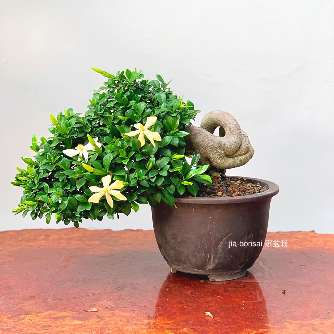 Flowering Japanese Kuchinashi Bonsai, Furniture & Home Living ...