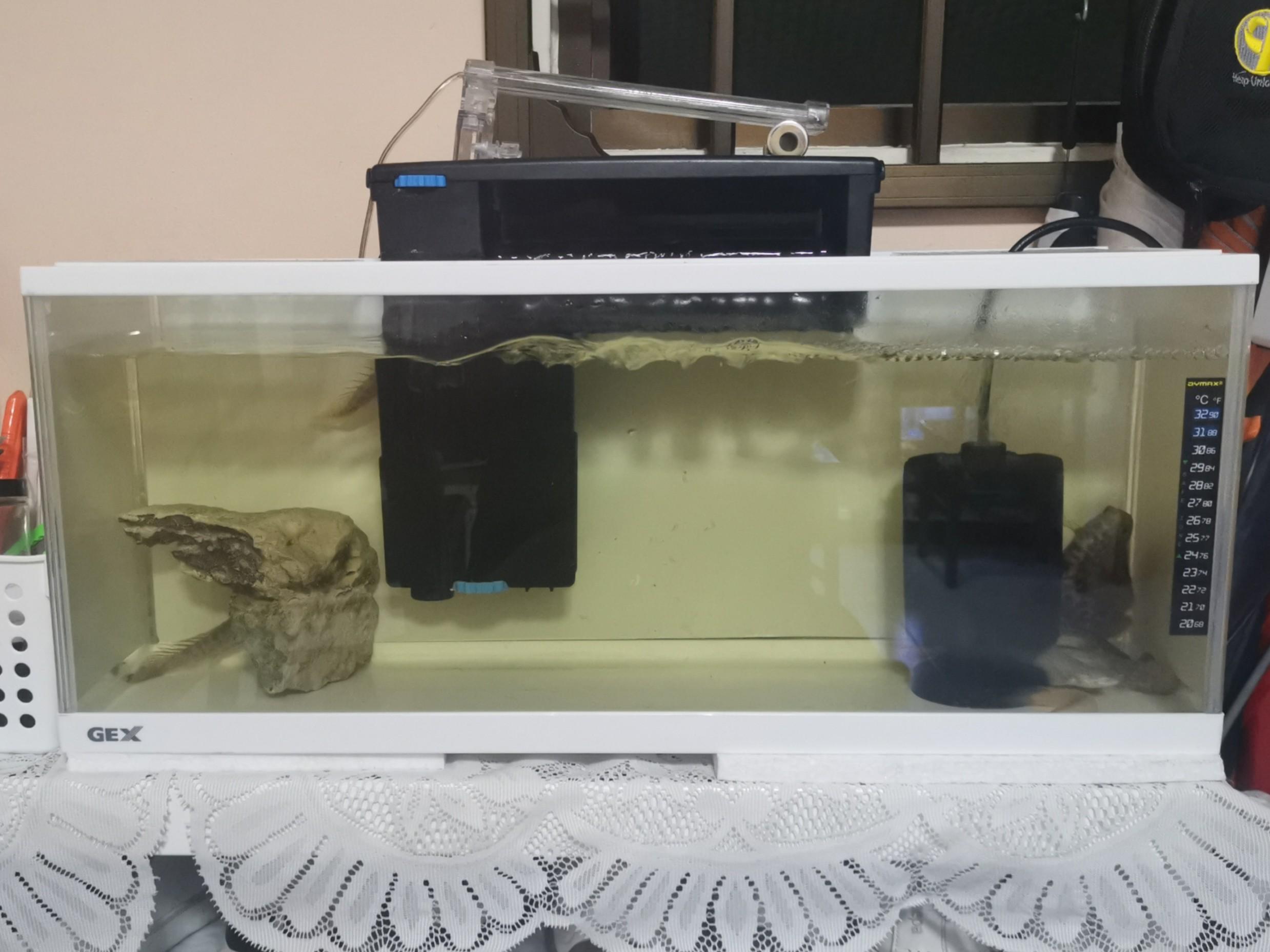 Gex low profile tank, Pet Supplies, Homes & Other Pet Accessories on Carousell