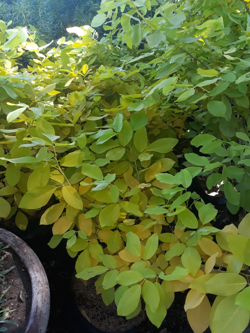 Golden lemon, Announcements on Carousell