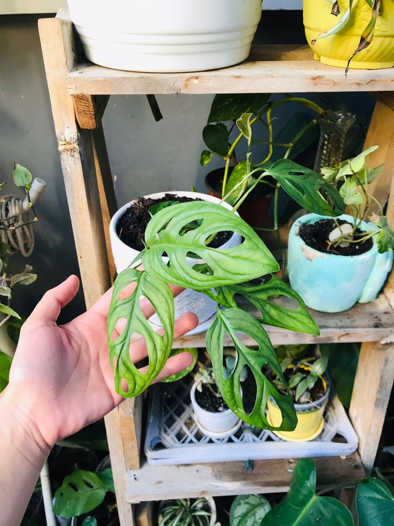 Trailing monstera Adansonii in white ceramic pot with catch plate ...