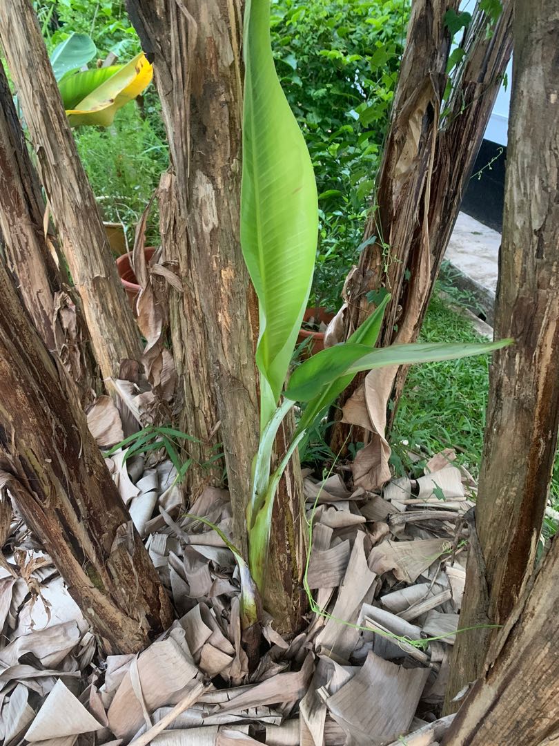Organic Banana plant sword sucker, Furniture & Home Living, Home Decor ...