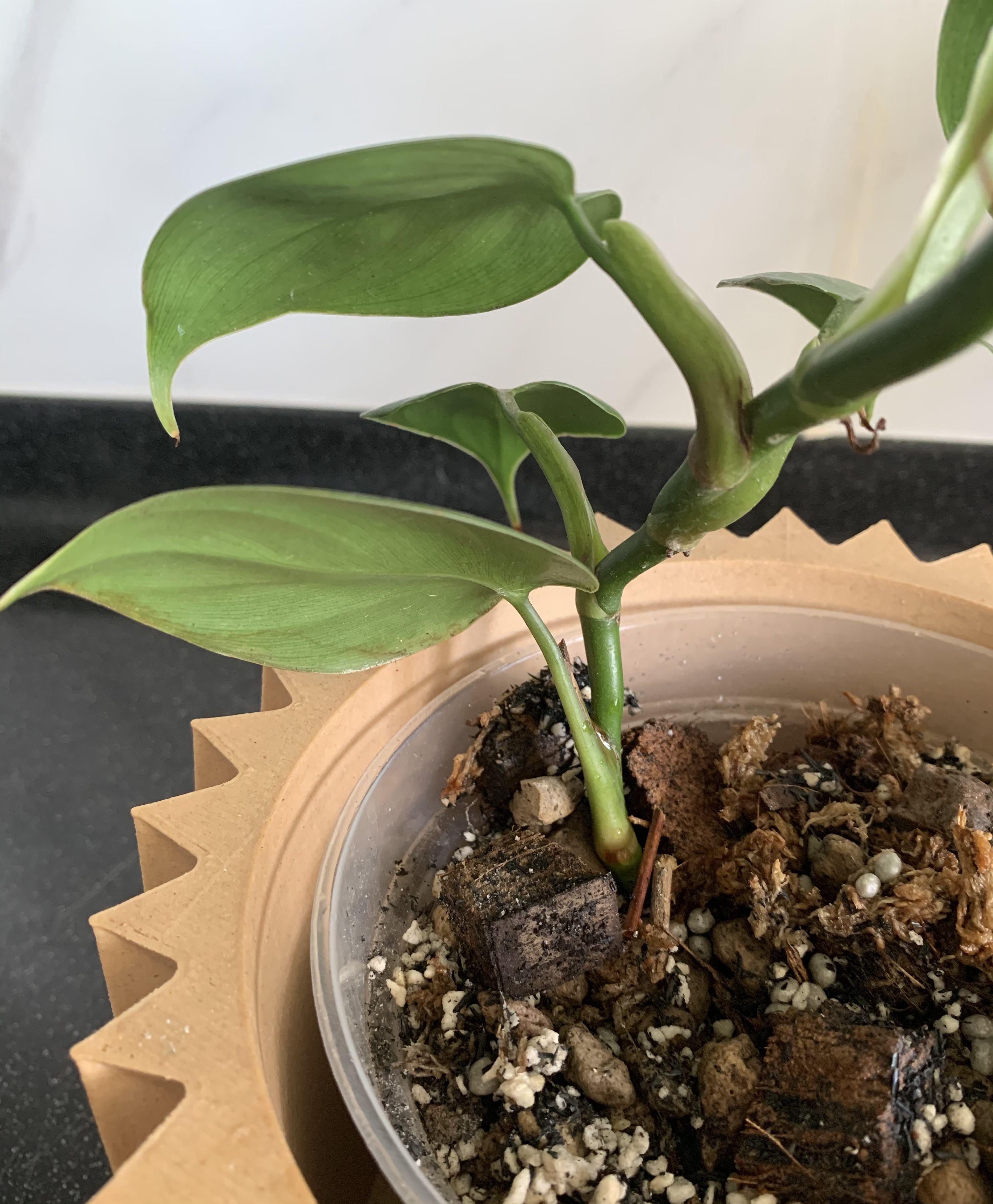 Philodendron Villamagense 'Pangui', Furniture & Home Living, Gardening ...